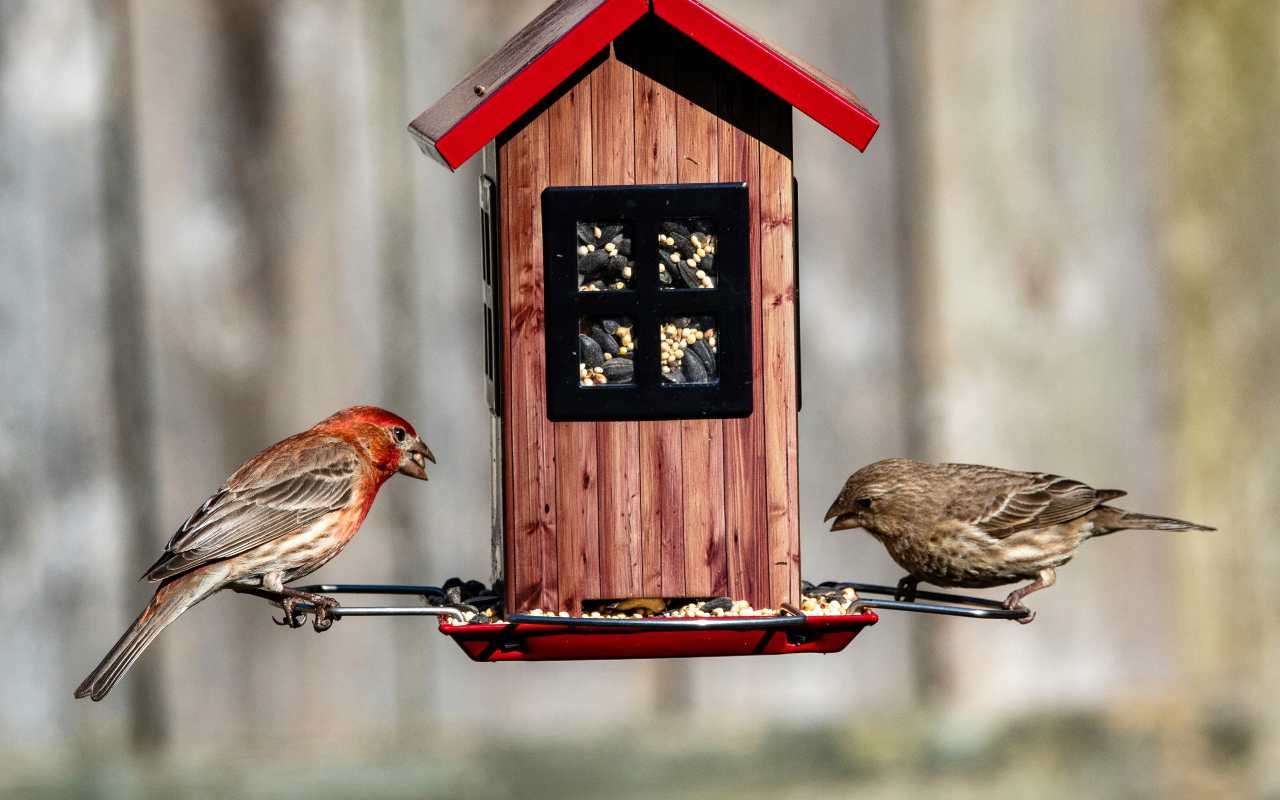 Nekoliko interesantnih uradi sam projekata u dvorištu – ideje i saveti ...